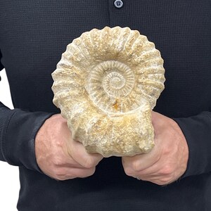 Large Real Fossilized Authentic Ammonite 7 6.45 Lbs. W/ Metal Stand ...
