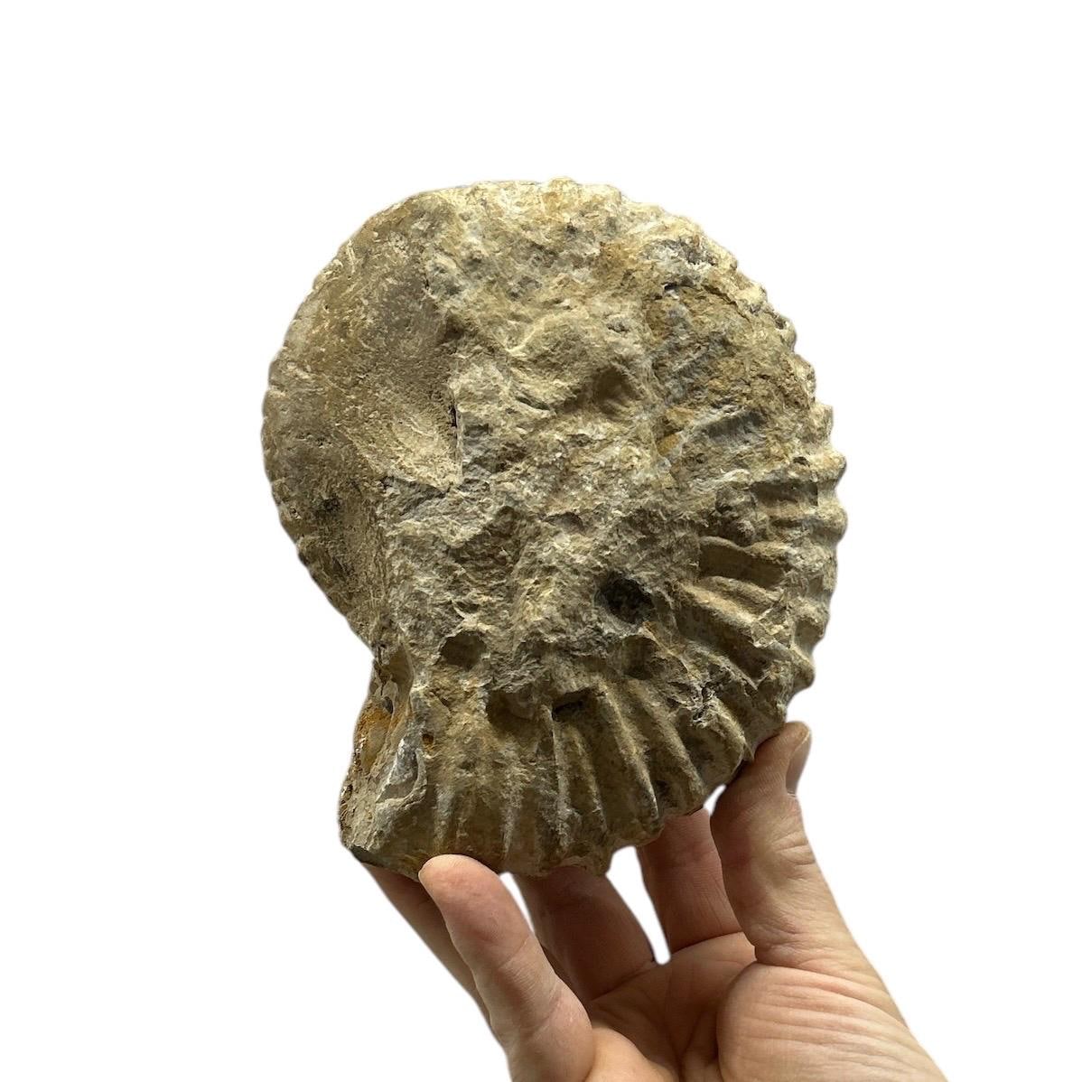 5" Real Fossilized Authentic Ammonite W/ Metal Stand | Home or Office ...