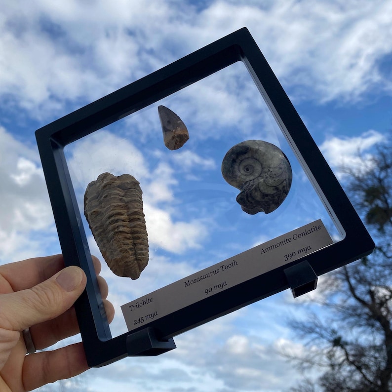 Authentic Real Fossil Set in 3D Frame Ammomite | Trilobite | Mosasaurus ...