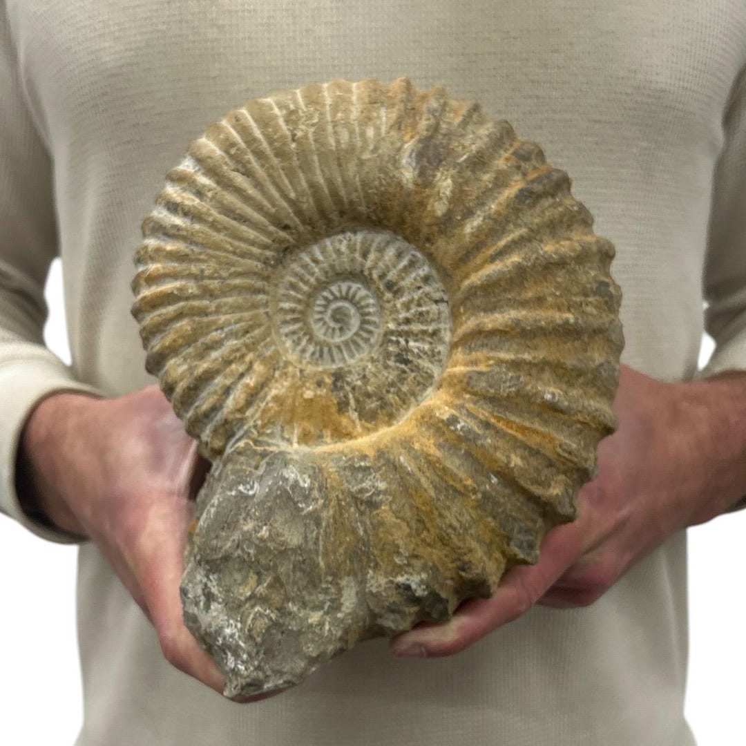 Large Real Fossilized Authentic Ammonite 8 7.4 Lbs. Home or Office ...