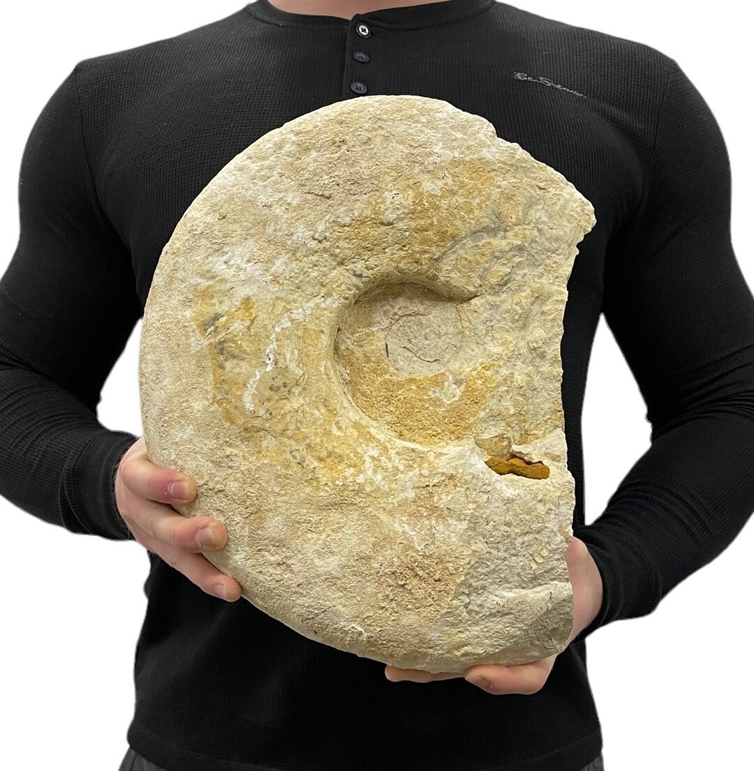 Large Real Authentic Fossilized Texas Ammonite 14” 33.25 Lbs | Natural ...