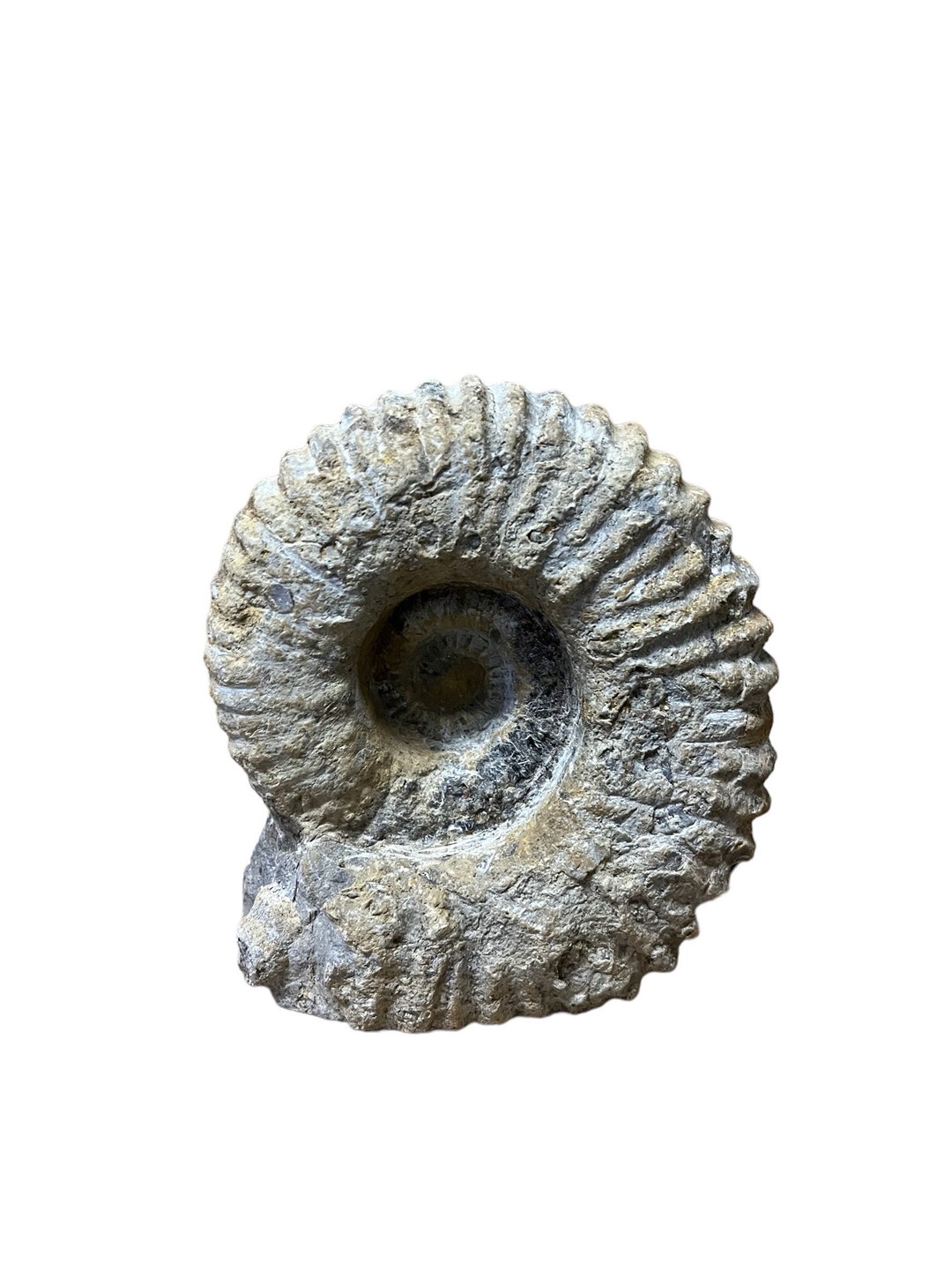 Large Real Fossilized Ammonite Cut Standing Base 4” - Etsy