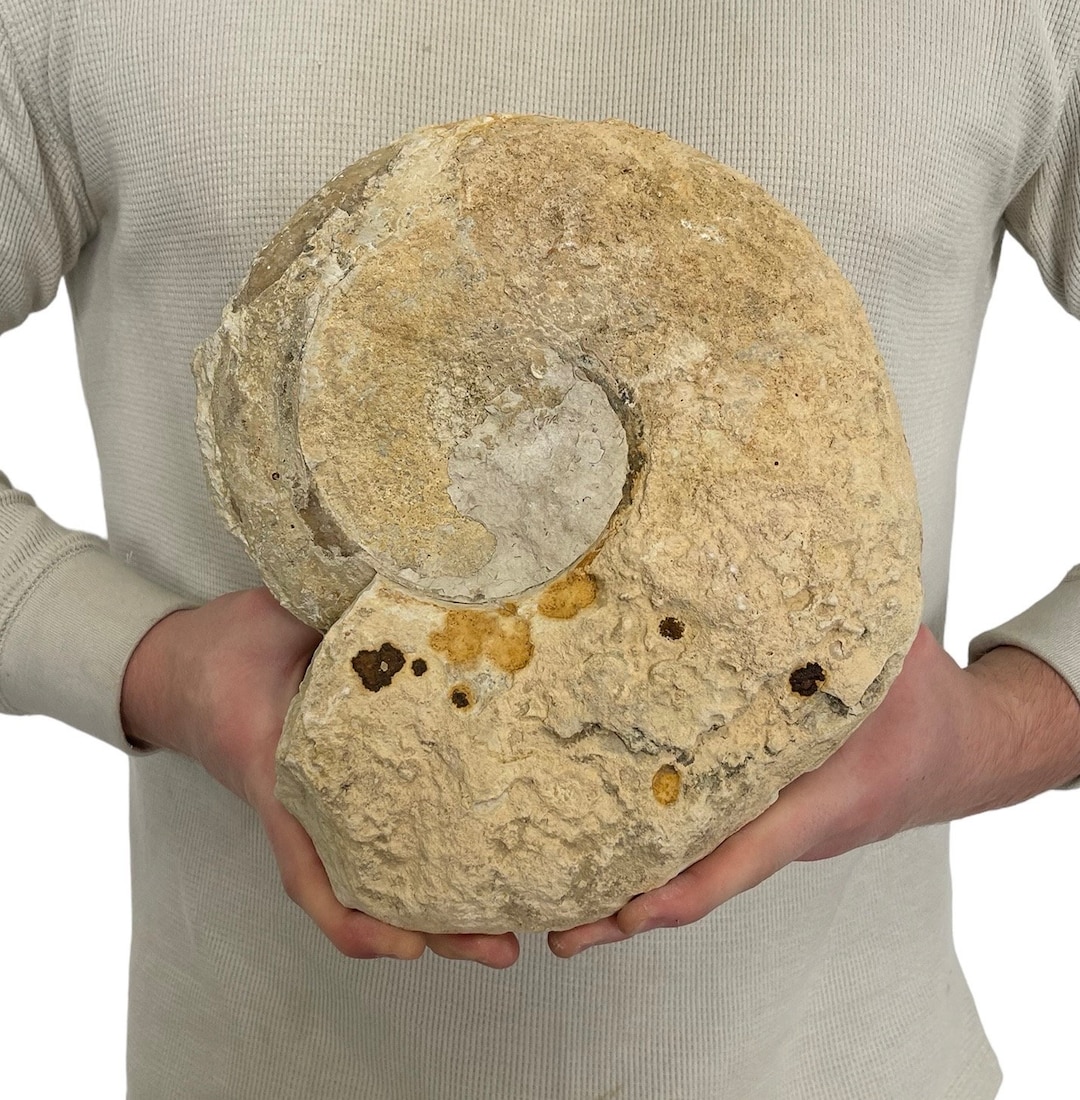 Large Natural Real Fossilized Texas Ammonite 11 14 Lbs Limestone - Etsy