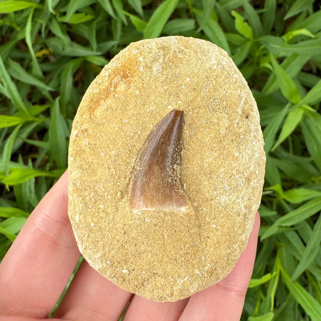 Authentic Real Fossil Mosasaur Tooth in Matrix Rock - Etsy