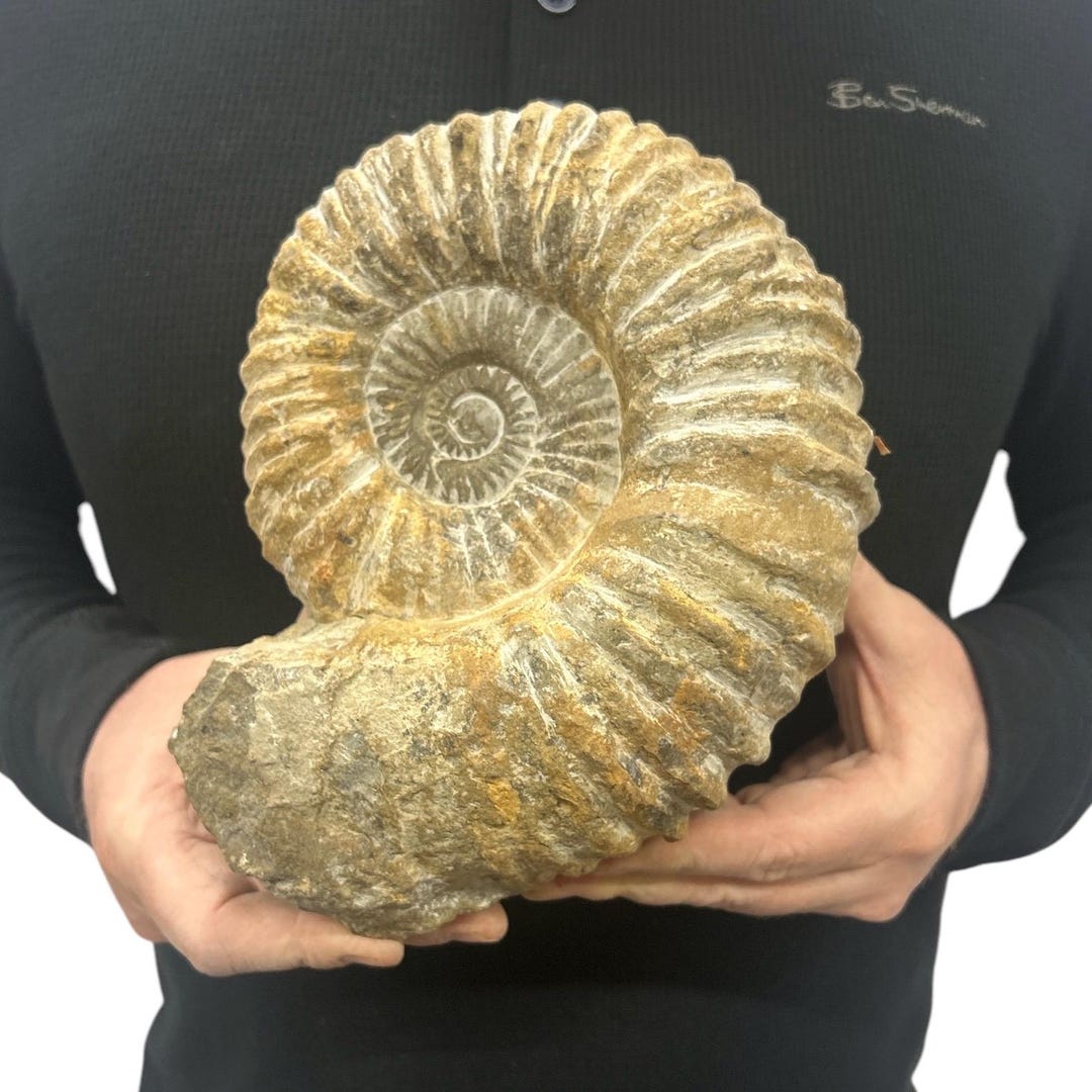 Large Real Fossilized Authentic Ammonite 8” 8.80 Lbs. W/ Metal Stand ...