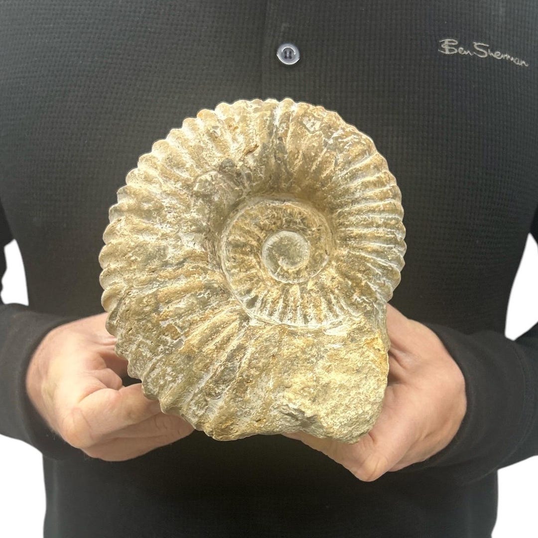 Large Real Fossilized Authentic Ammonite 6.5” 5.75 Lbs. Home or Office ...
