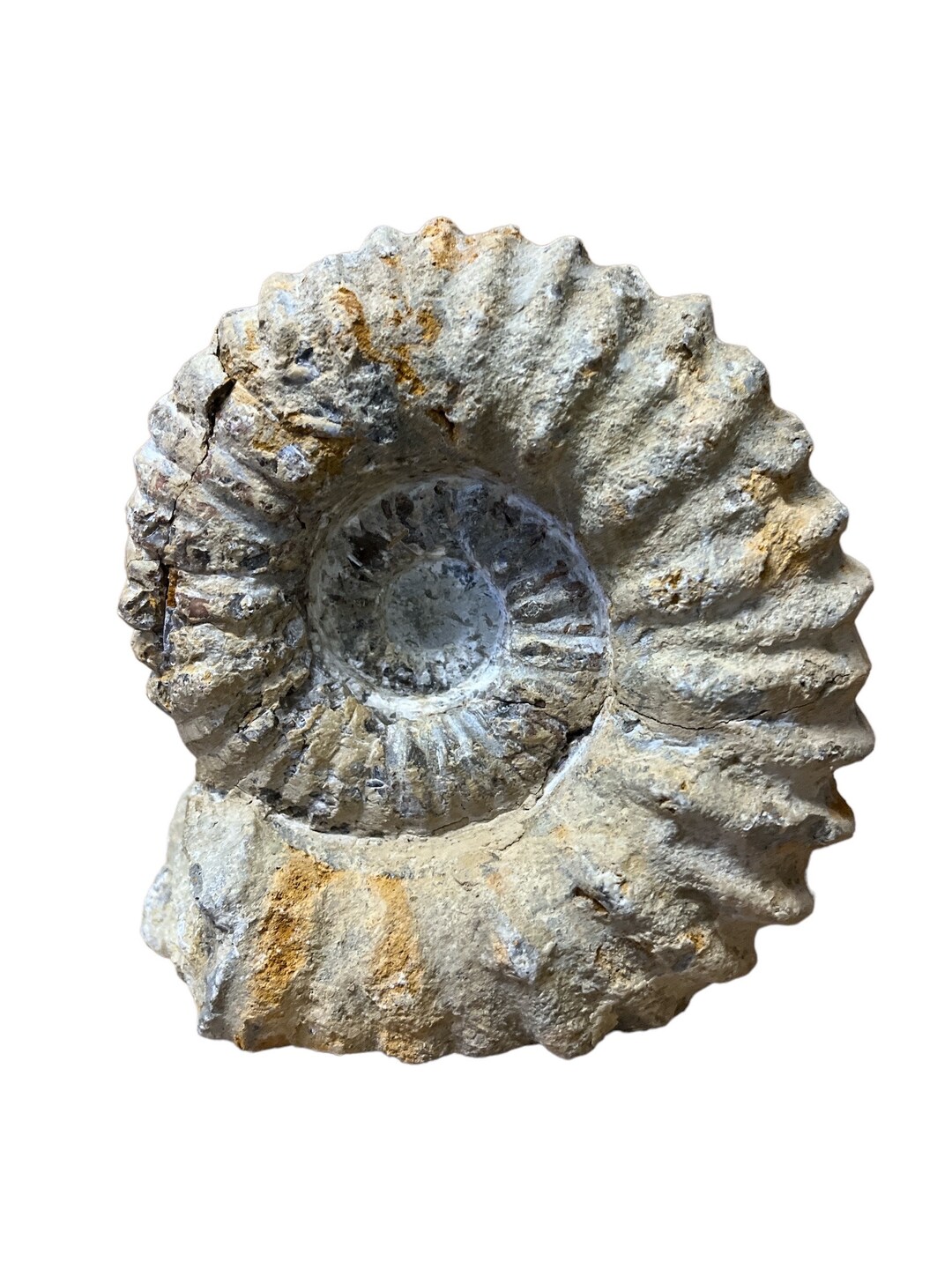 Large Real Fossilized Ammonite Cut Standing Base 4.75” - Etsy