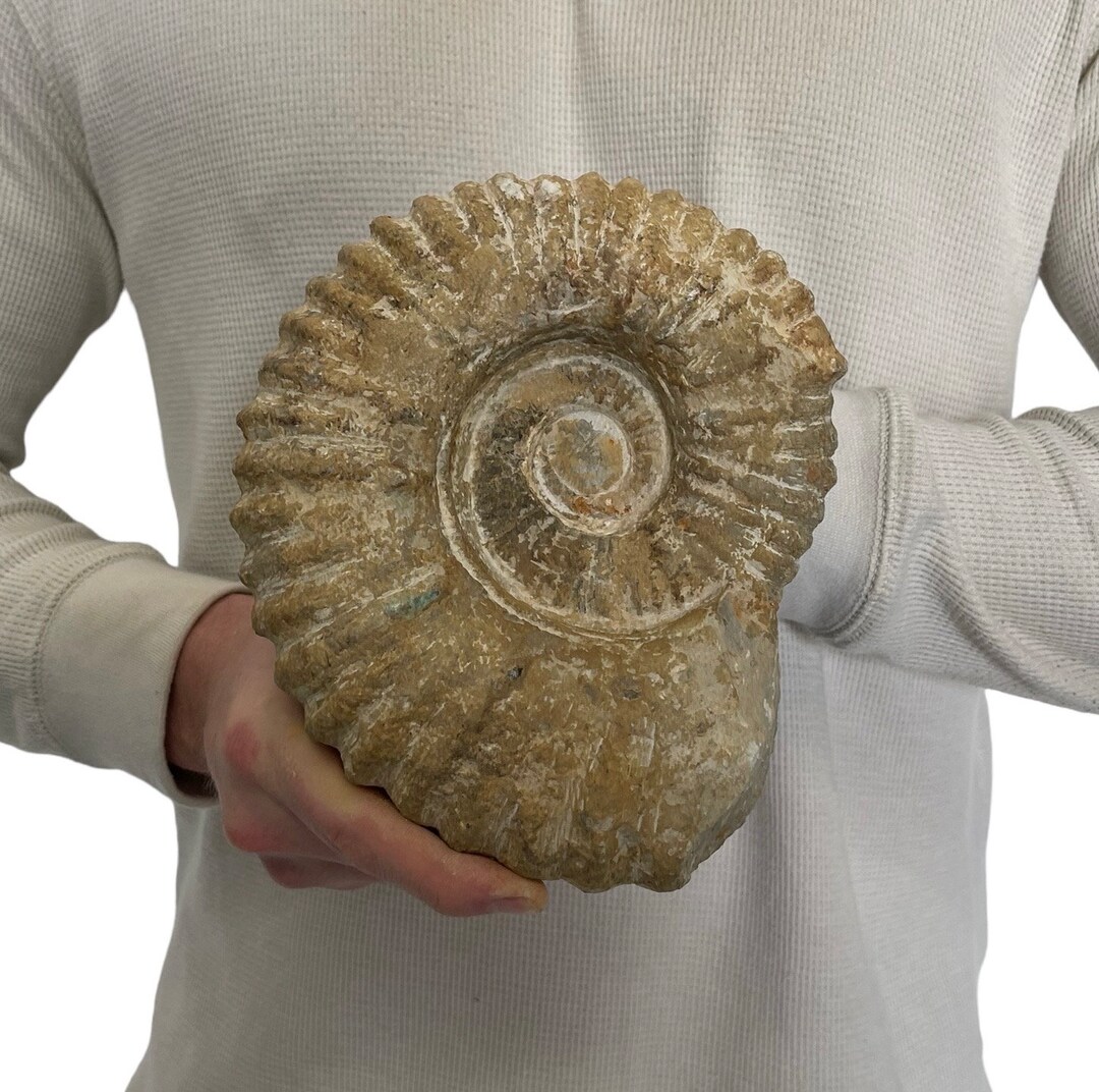 Ammonite Fossil Real Authentic Specimen 7.5 Home Office Decor - Etsy