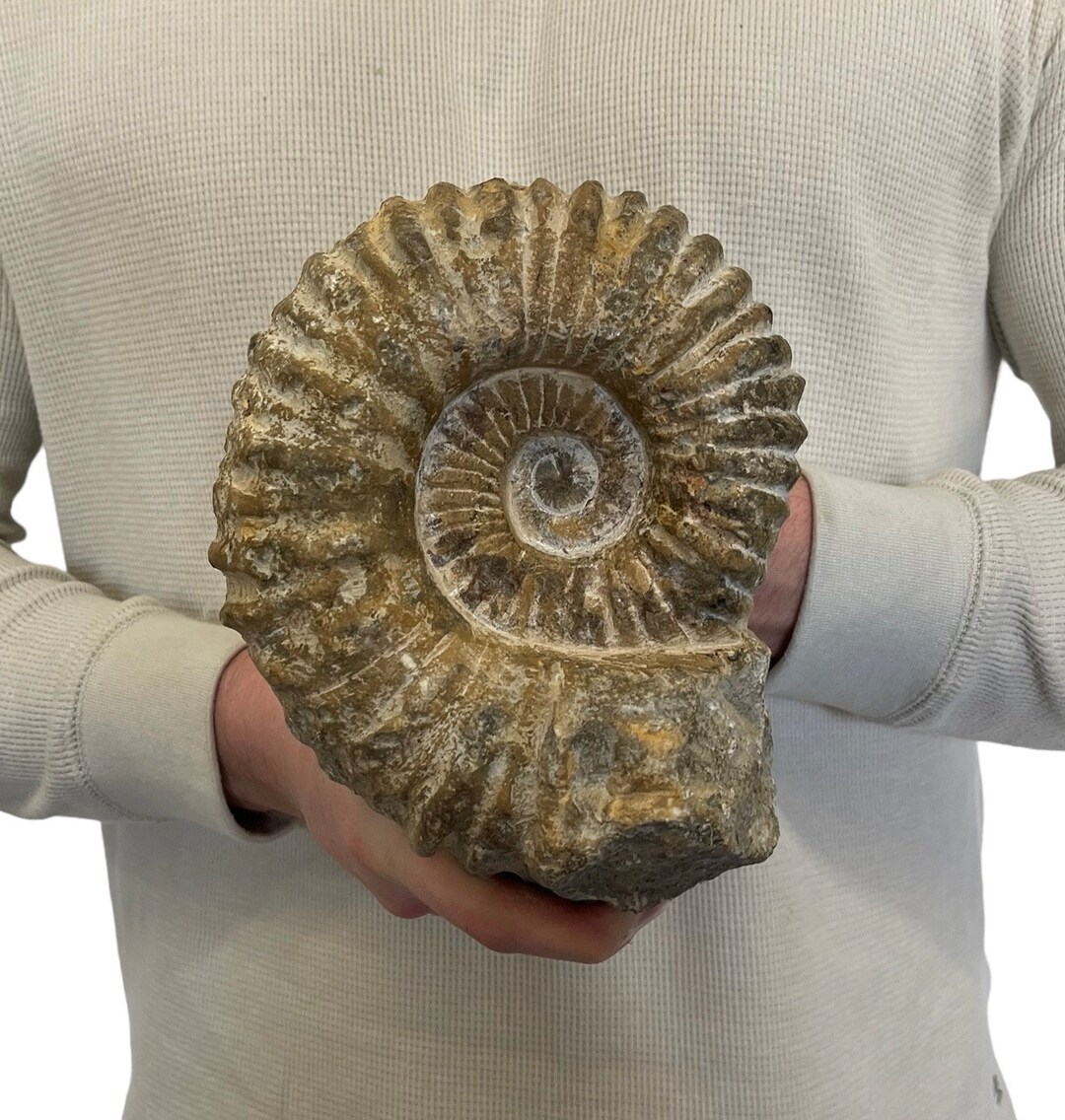 Ammonite Fossil Real Authentic Specimen 6.75 Cut Base Home Office Decor ...
