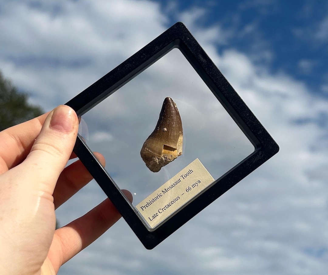 Large Authentic Real Fossil Dinosaur Mosasaur Tooth W/ 3D Frame Stand ...