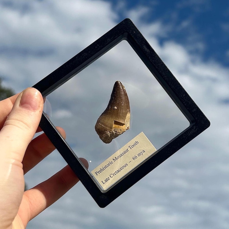 Dinosaur Tooth and Stand - Etsy