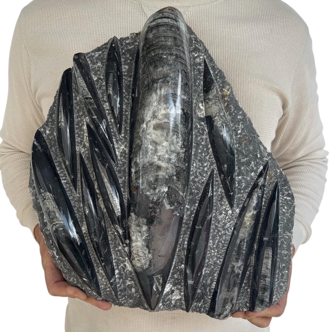 Large Fossil Orthoceras Plaque | Polished Specimen Sculpture 16" 21.35 ...