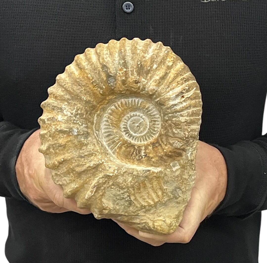 Large Real Fossilized Authentic Ammonite 8” 7.40 Lbs. W/ Metal Stand ...