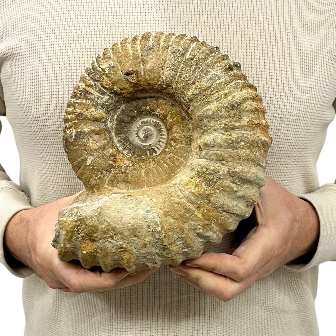 Large Real Fossilized Authentic Ammonite 8.5 10.55 Lbs. Home or Office ...