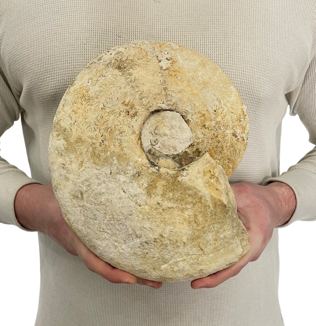 Large Natural Real Fossilized Texas Ammonite 11 9.85 Lbs Limestone - Etsy