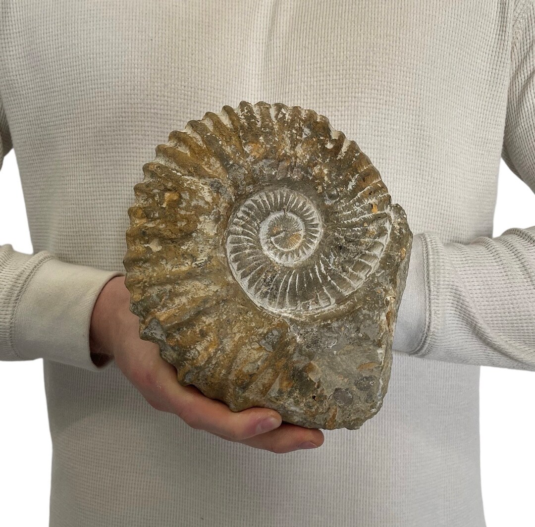 Ammonite Fossil Real Authentic Specimen 7.5”| Home Office Decor - Etsy