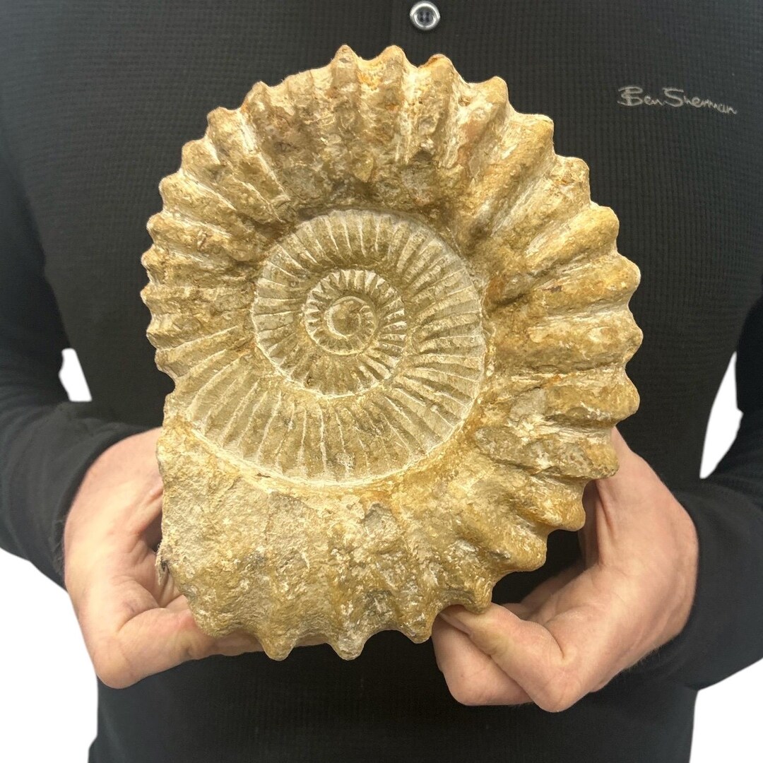 Large Real Fossilized Authentic Ammonite 8” 6.90 Lbs. W/ Metal Stand ...