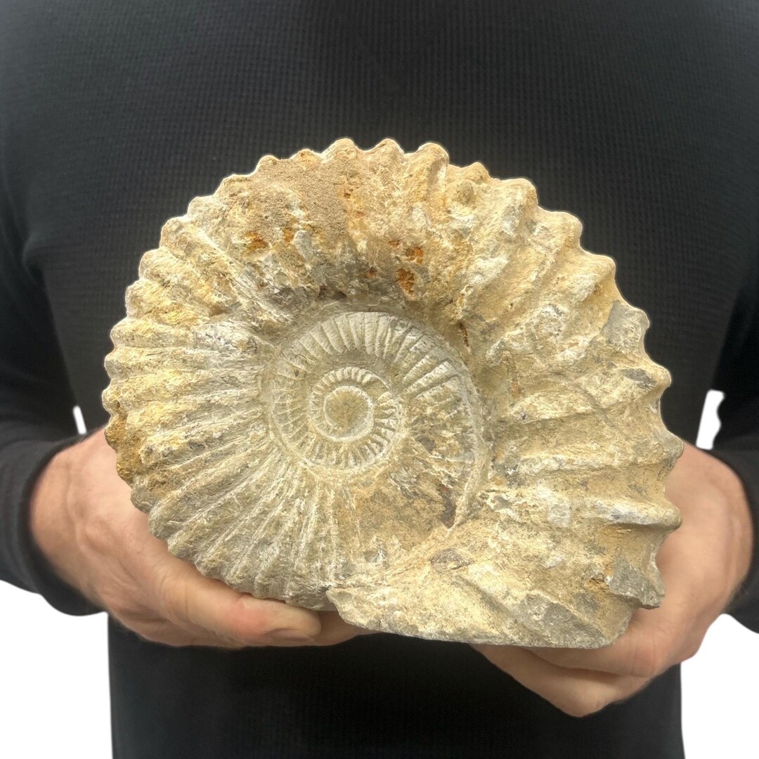 Large Real Fossilized Authentic Ammonite Cut Base 8” 9.05 Lbs | Home or ...
