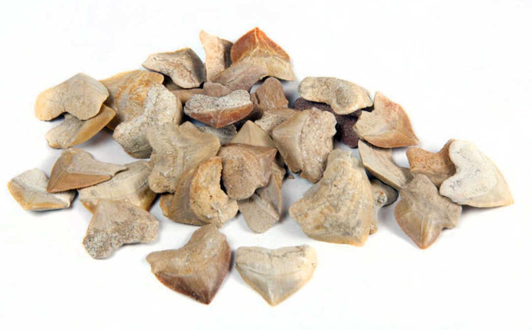 Real Authentic Fossilized Corax Shark Teeth 10 Piece Pack - Etsy