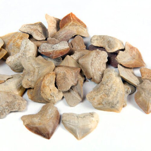 Real Authentic Fossilized Corax Shark Teeth 10 Piece Pack - Etsy