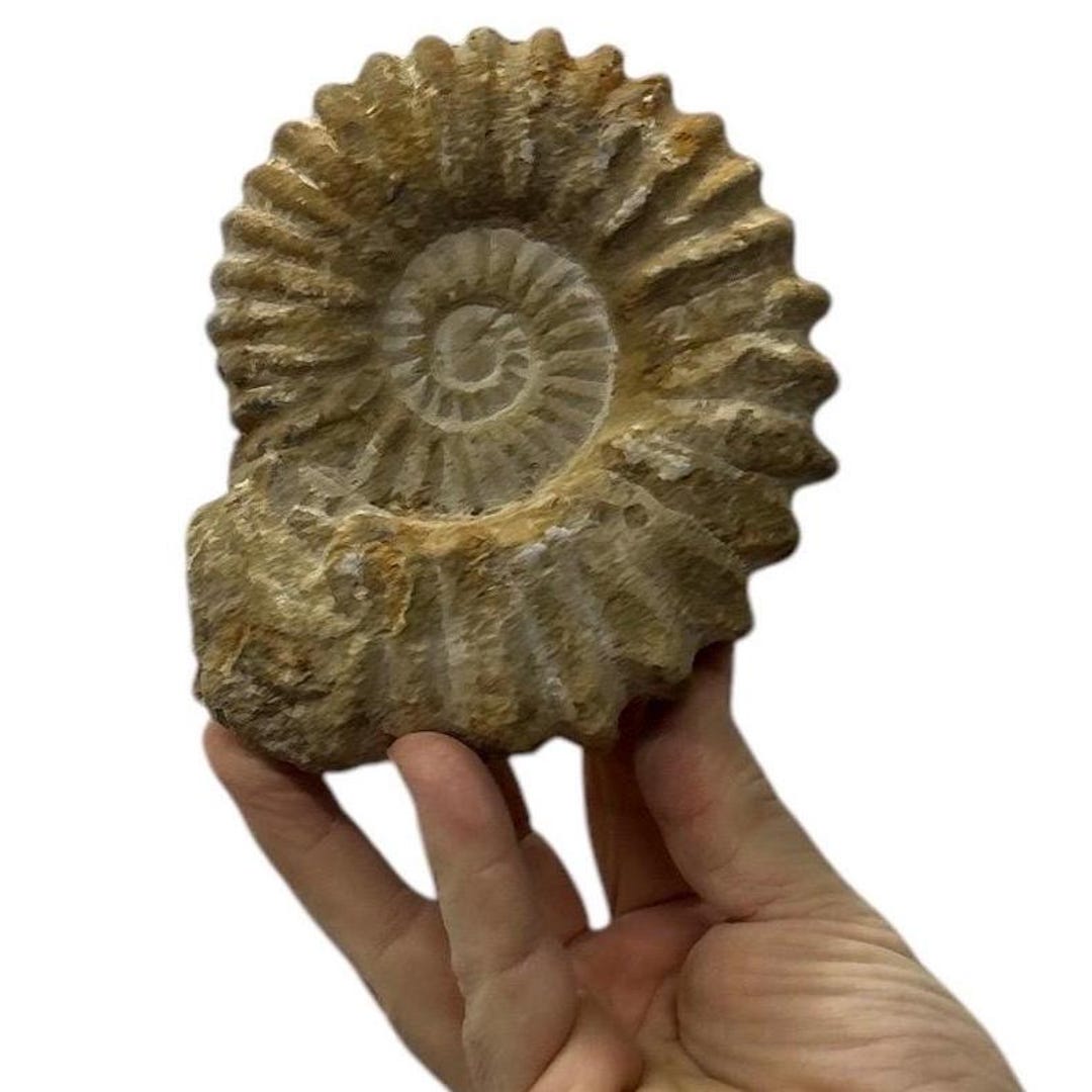 4" Real Fossilized Authentic Ammonite W/ Metal Stand | Home or Office ...