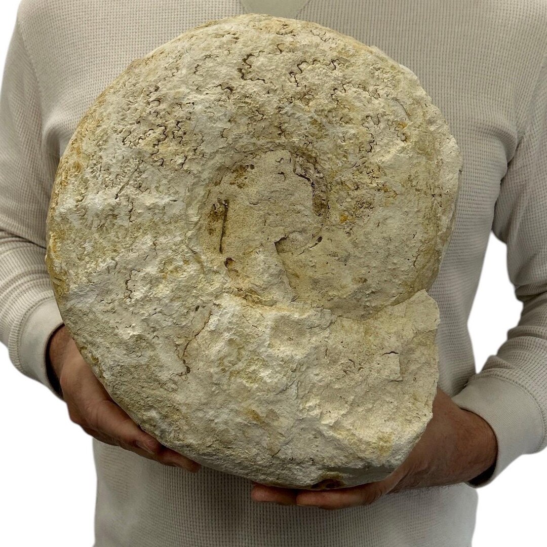 Large Real Fossilized Texas Ammonite 12” 24.50 Lbs. - Etsy