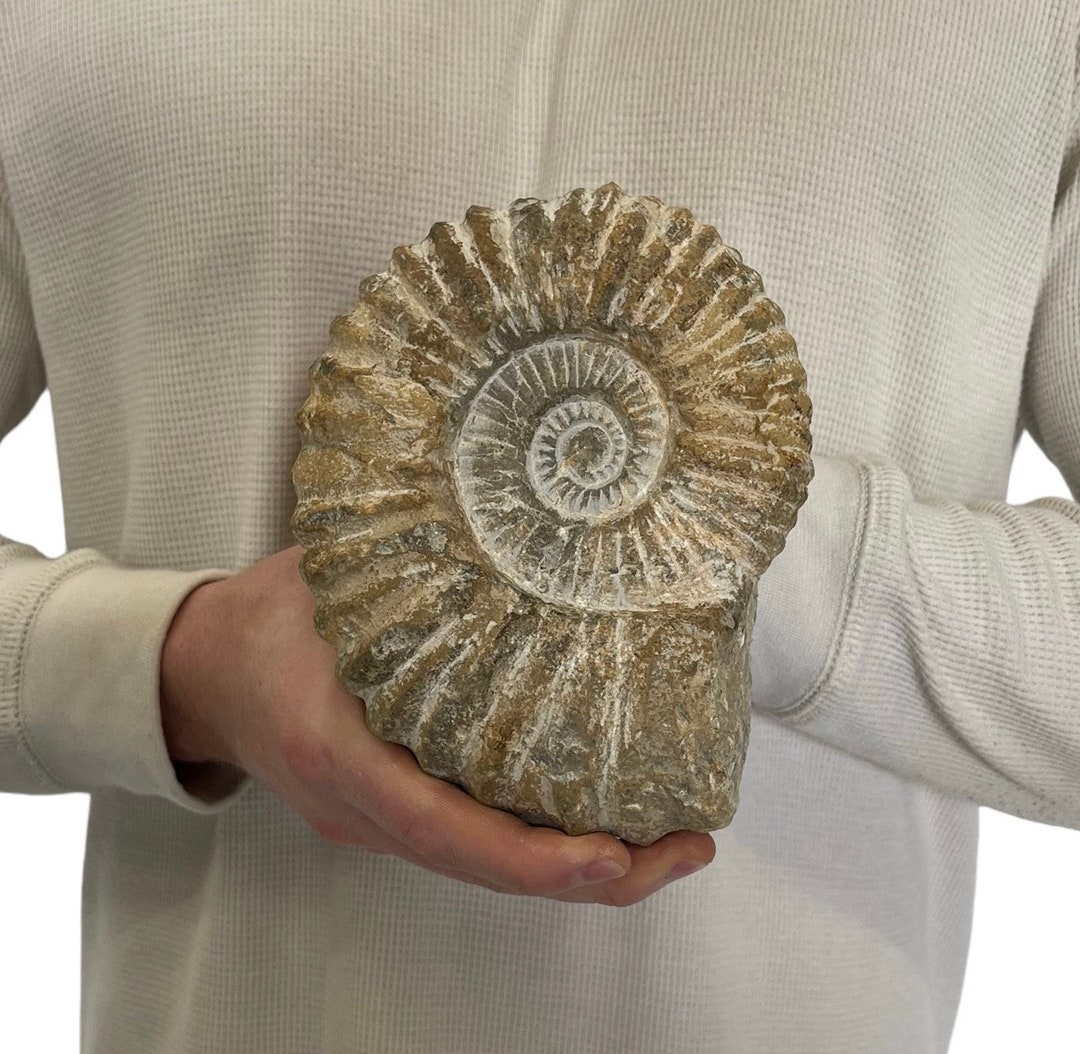 Ammonite Fossil Real Authentic Specimen 6.5 Home Office Decor - Etsy