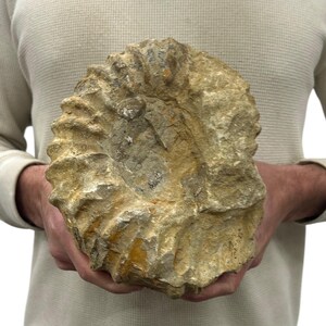 Large Real Fossilized Authentic Ammonite 7.5 6.85 Lbs. Home or Office ...