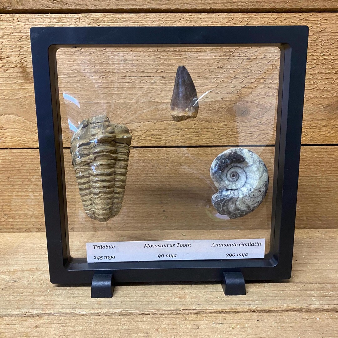 Authentic Real Fossil Set in 3D Frame Ammomite | Trilobite | Mosasaurus ...