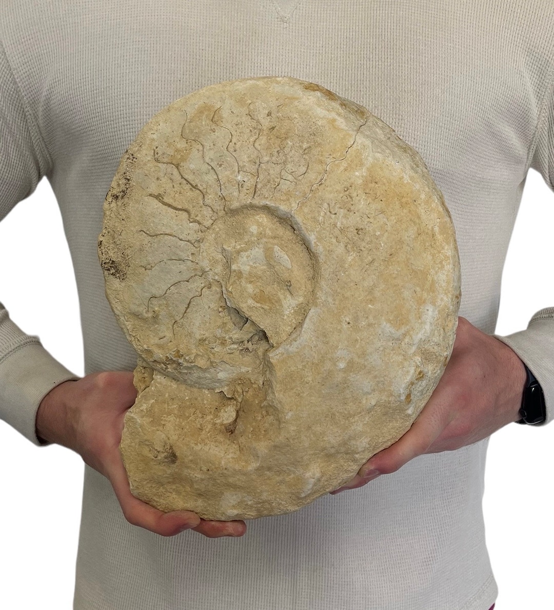 Large Real Fossilized Texas Ammonite 13 19.45 Lbs. - Etsy