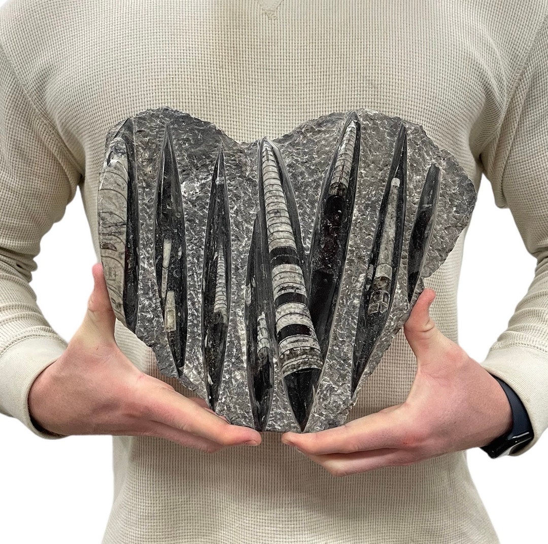 Large Orthoceras Fossile Structure Slab Plaque Polished Specimen ...