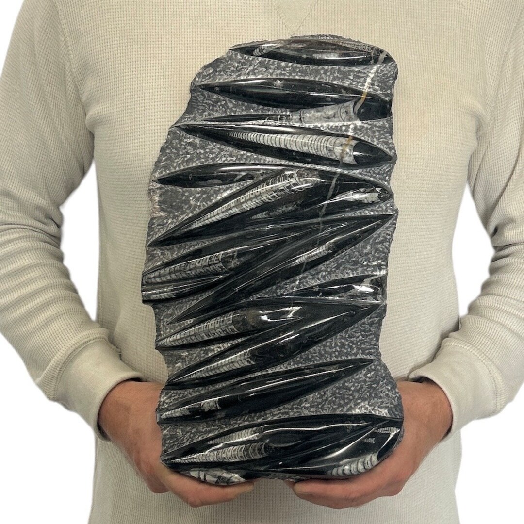 Large Orthoceras Fossil Structure Slab Plaque - Polished Specimen ...