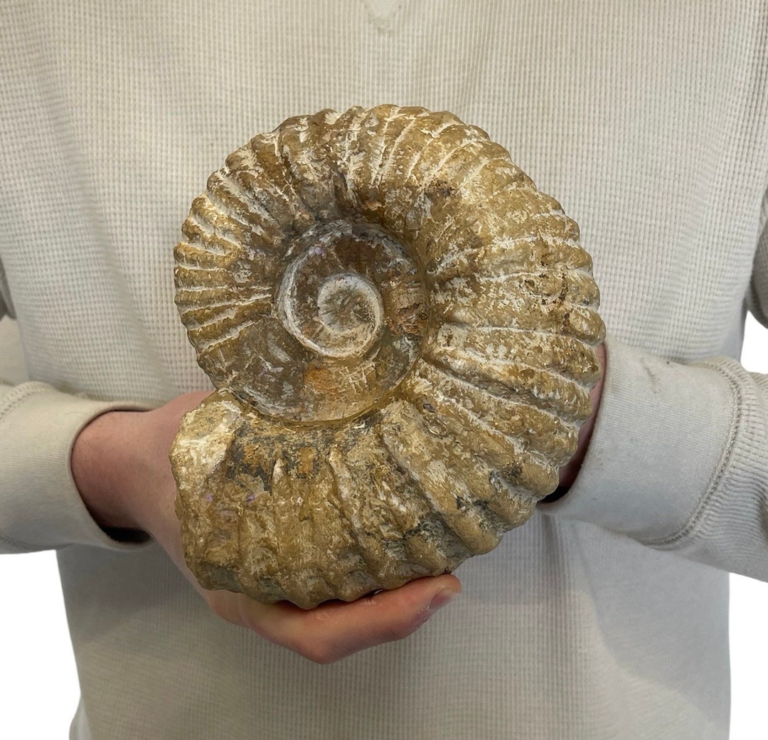 Ammonite Fossil Real Authentic Specimen 6.25” | Home Office Decor - Etsy