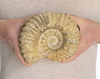 Real Authentic Fossilized Corax Shark Teeth 10 Piece Pack - Etsy