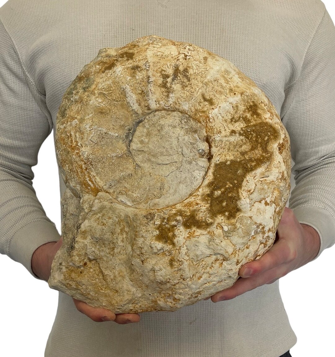 Large Real Fossilized Texas Ammonite 12 32.75 Lbs - Etsy