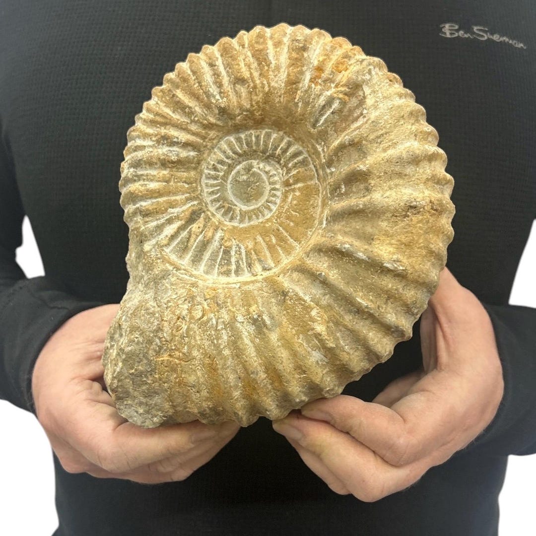 Large Real Fossilized Authentic Ammonite 7.5” 7.60 Lbs. W/ Metal Stand ...