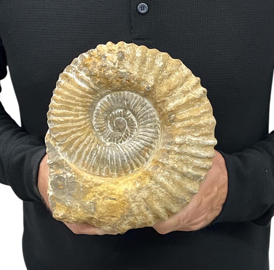 Large Real Fossilized Authentic Ammonite 7.5 10.90 Lbs. W/ Metal Stand ...