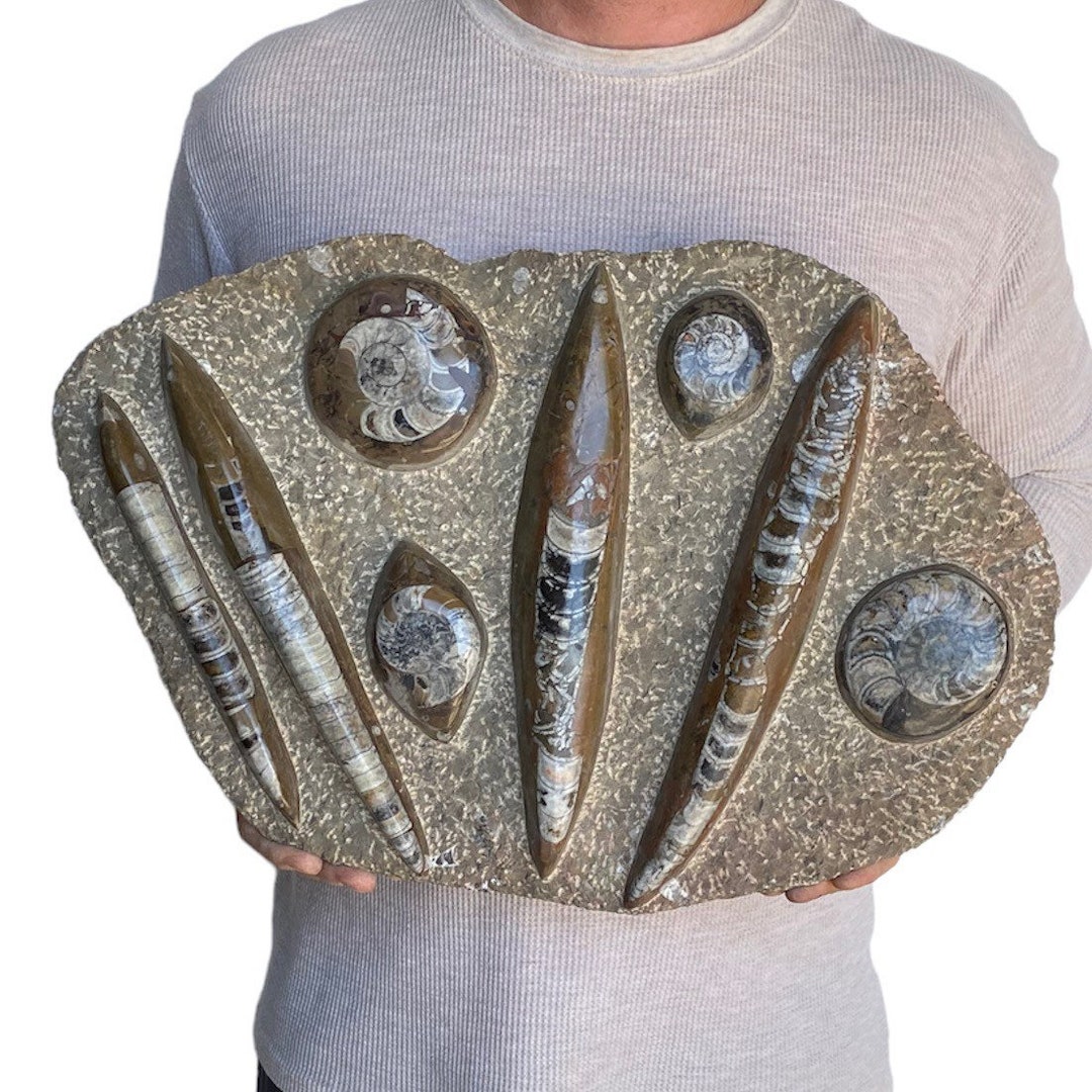 Large Fossil Ortho and Gonatite Slab Plaque Polished - Etsy