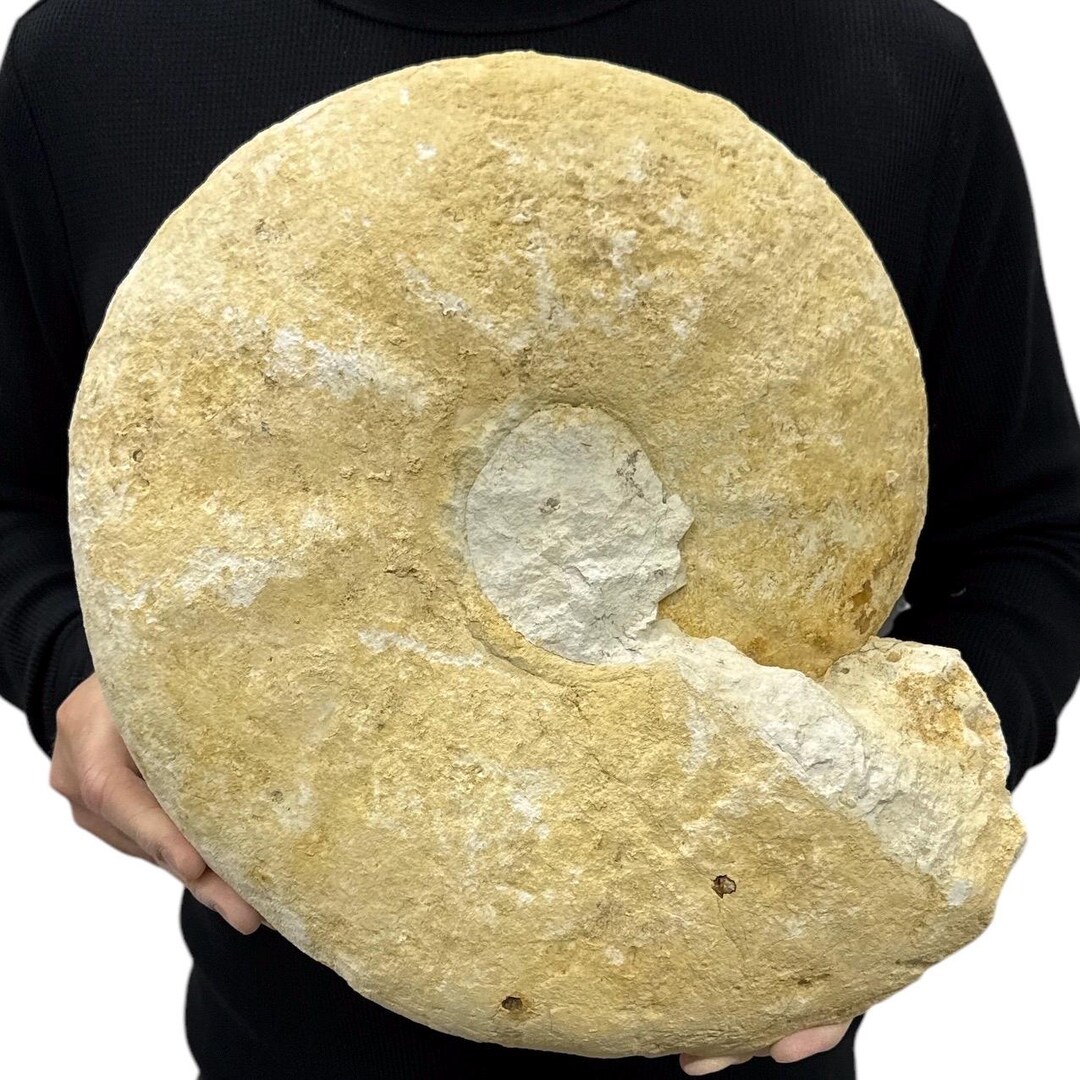 Large Real Authentic Fossilized Texas Ammonite 15" 31.35 Lbs | Natural ...