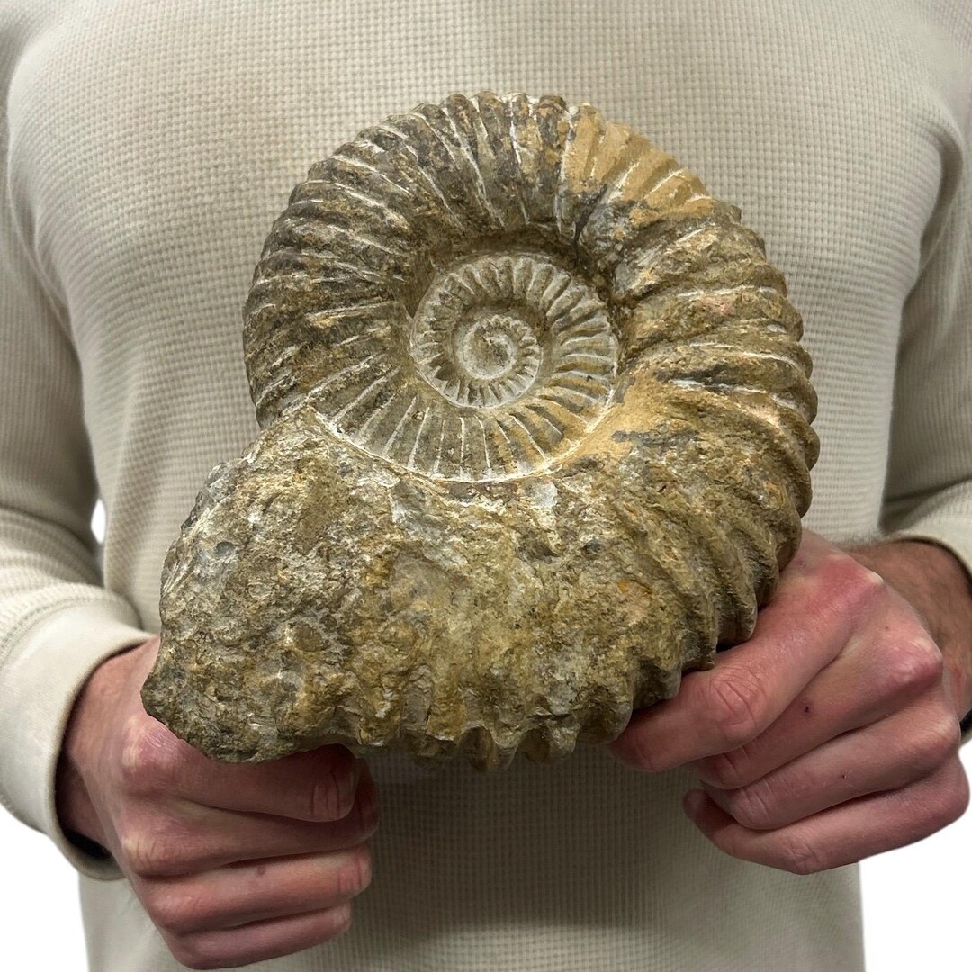 Large Real Fossilized Authentic Ammonite 8 7.55 Lbs. Home or Office ...