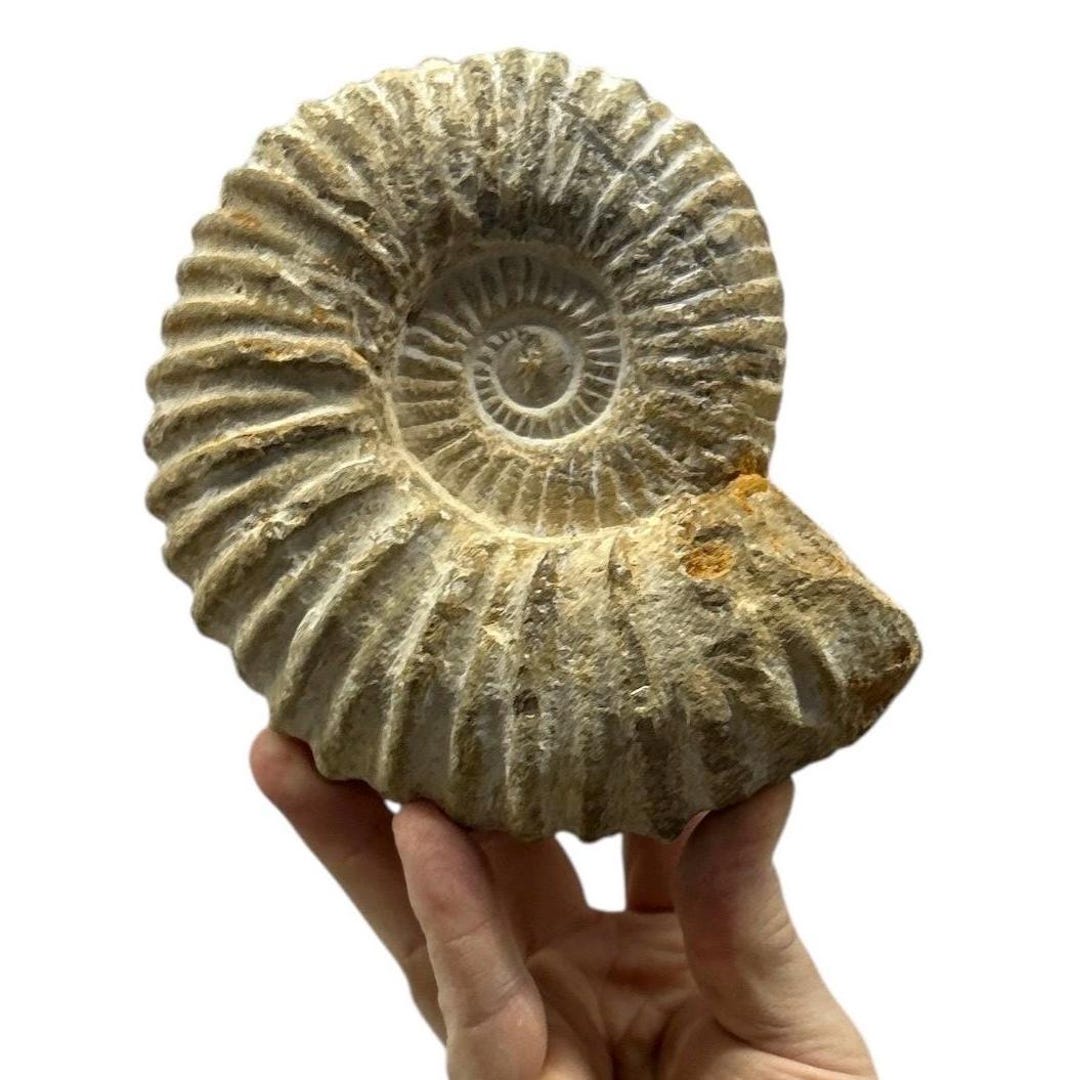 5" Real Fossilized Authentic Ammonite W/ Metal Stand | Home or Office ...
