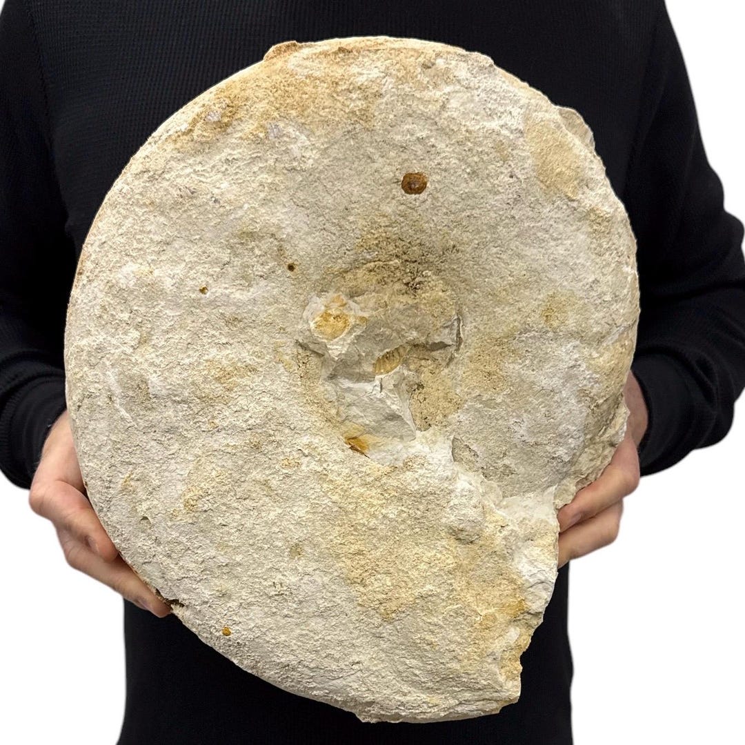Large Real Authentic Fossilized Texas Ammonite 14" 29 Lbs | Natural ...