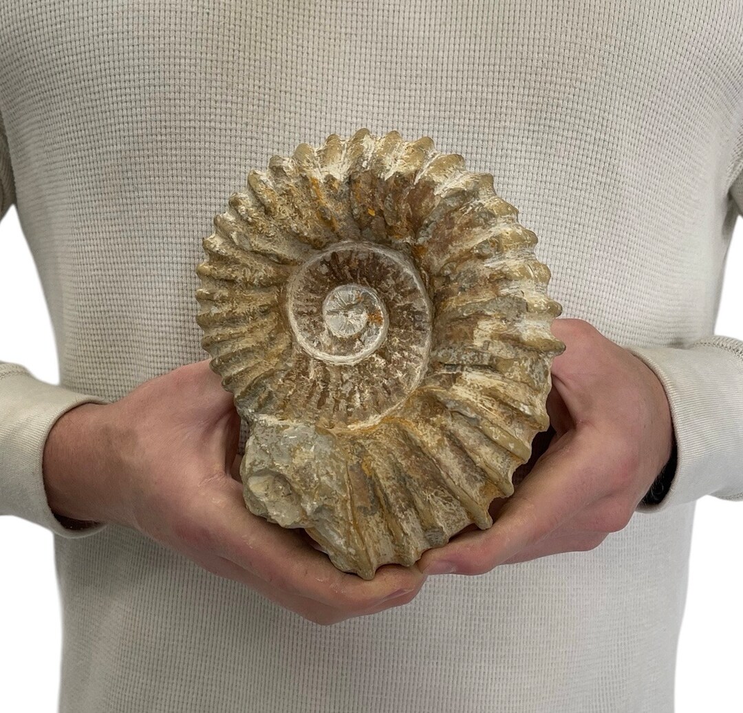 Ammonite Fossil Real Authentic Specimen 6.5 Home Office Decor - Etsy