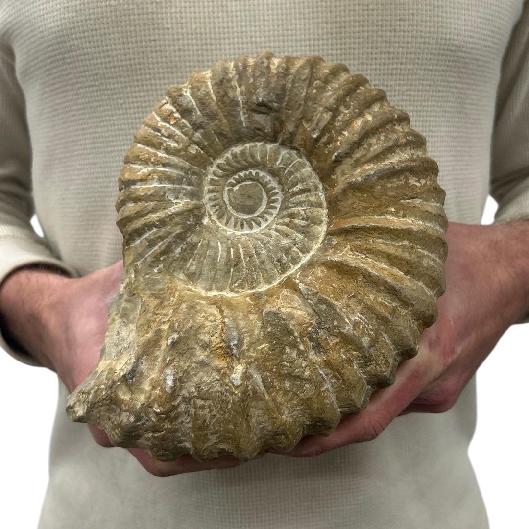 Large Real Fossilized Authentic Ammonite 8 5.8 Lbs. Home or Office ...