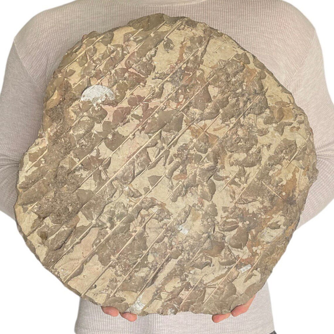 Large Fossil Ortho and Gonatite Slab Plaque - Polished Specimen ...