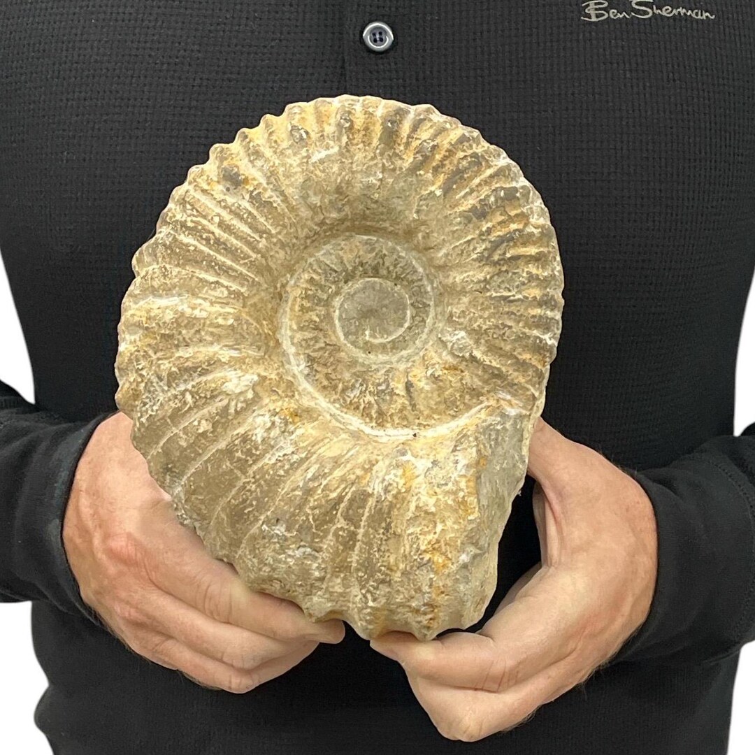 Large Real Fossilized Authentic Ammonite 7.5” 9.30 Lbs. W/ Metal Stand ...