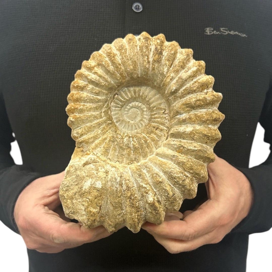Large Real Fossilized Authentic Ammonite 8” 6.65 Lbs. W/ Metal Stand ...