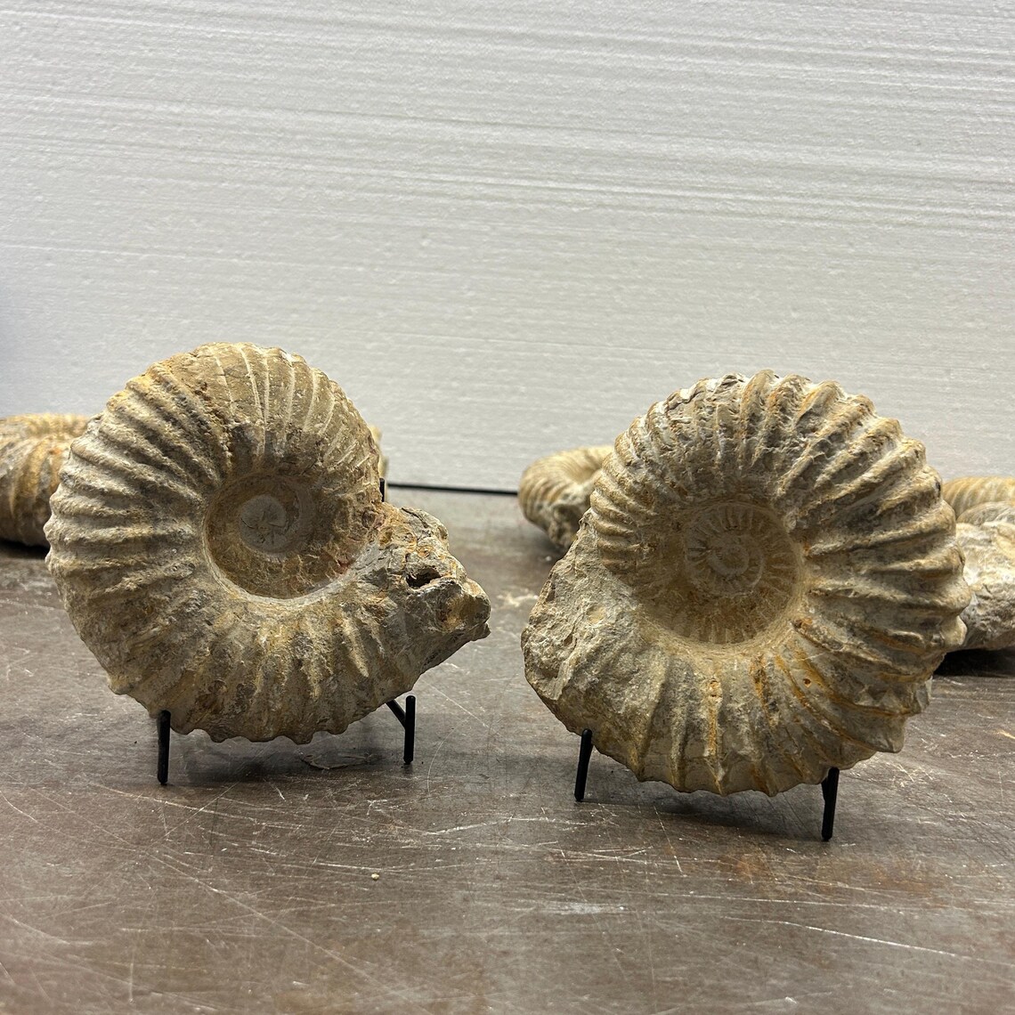 5" Real Fossilized Authentic Ammonite W/ Metal Stand | Home or Office ...