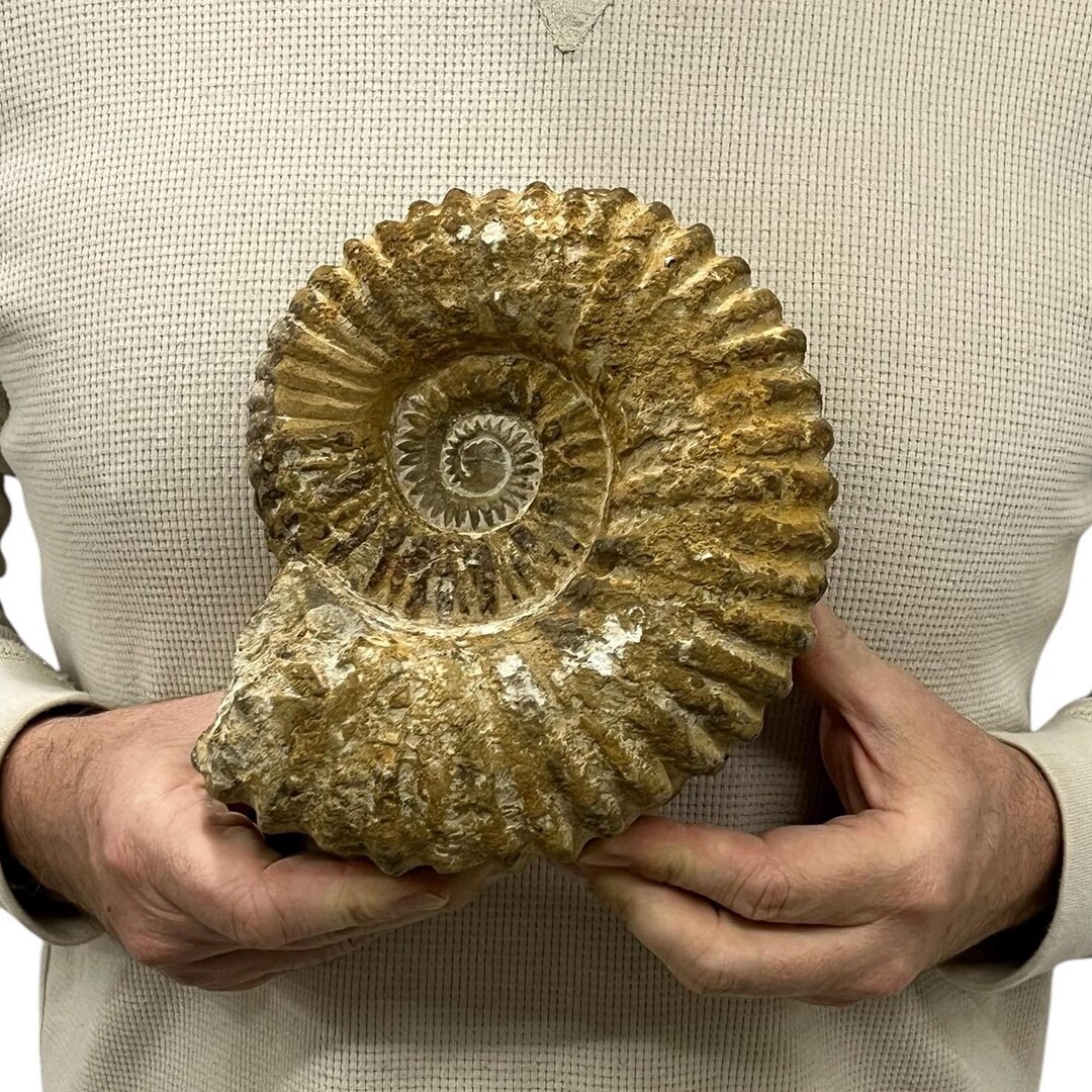 Large Real Fossilized Authentic Ammonite 7 7.20 Lbs. Home or Office ...