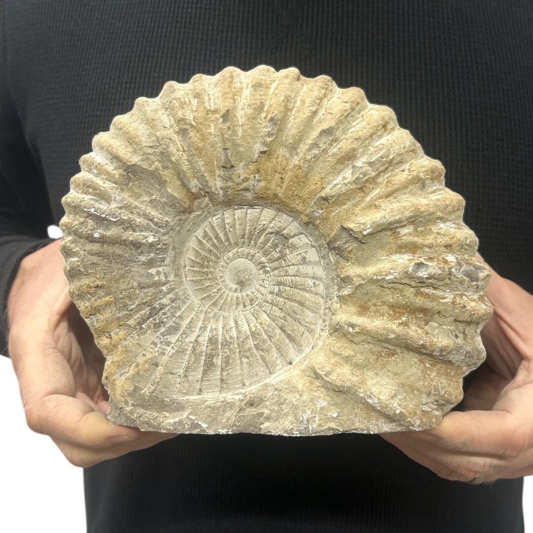 Large Real Fossilized Authentic Ammonite Cut Base 8” 8.15 Lbs | Home or ...